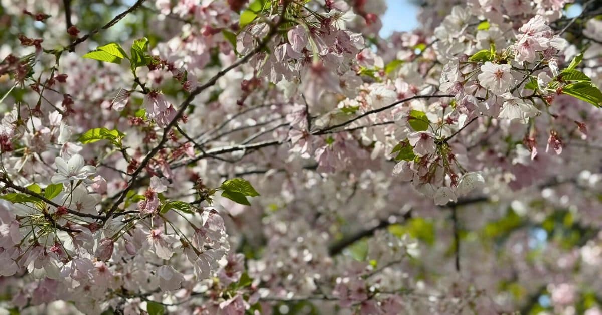 Best Things to Do in Japan: Unique Bucket List Experiences - A Teaspoon ...